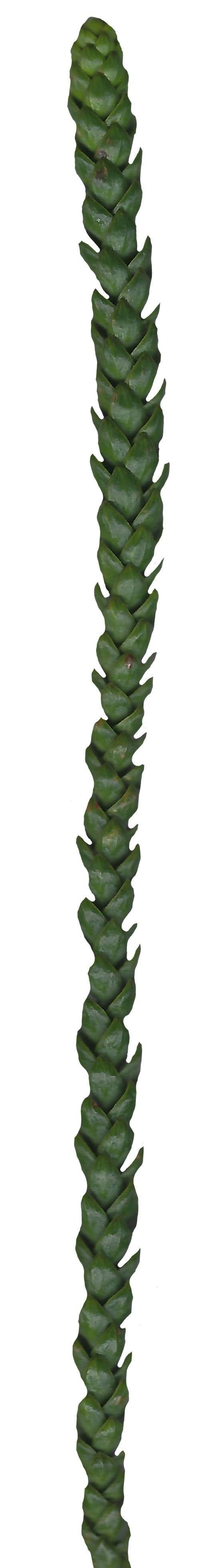 Hoop PIne Texture Pack - 18 Textures free Texture | CGTrader