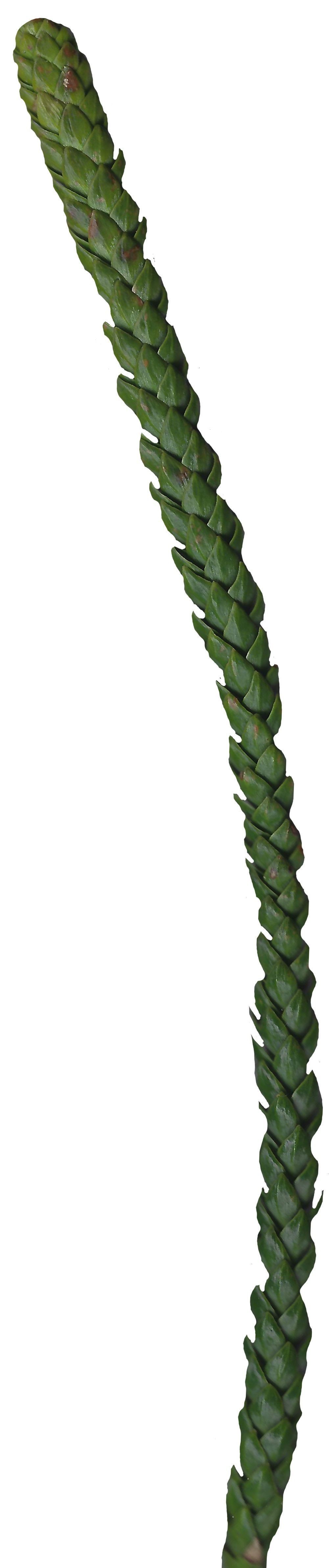 Hoop PIne Texture Pack - 18 Textures free Texture | CGTrader