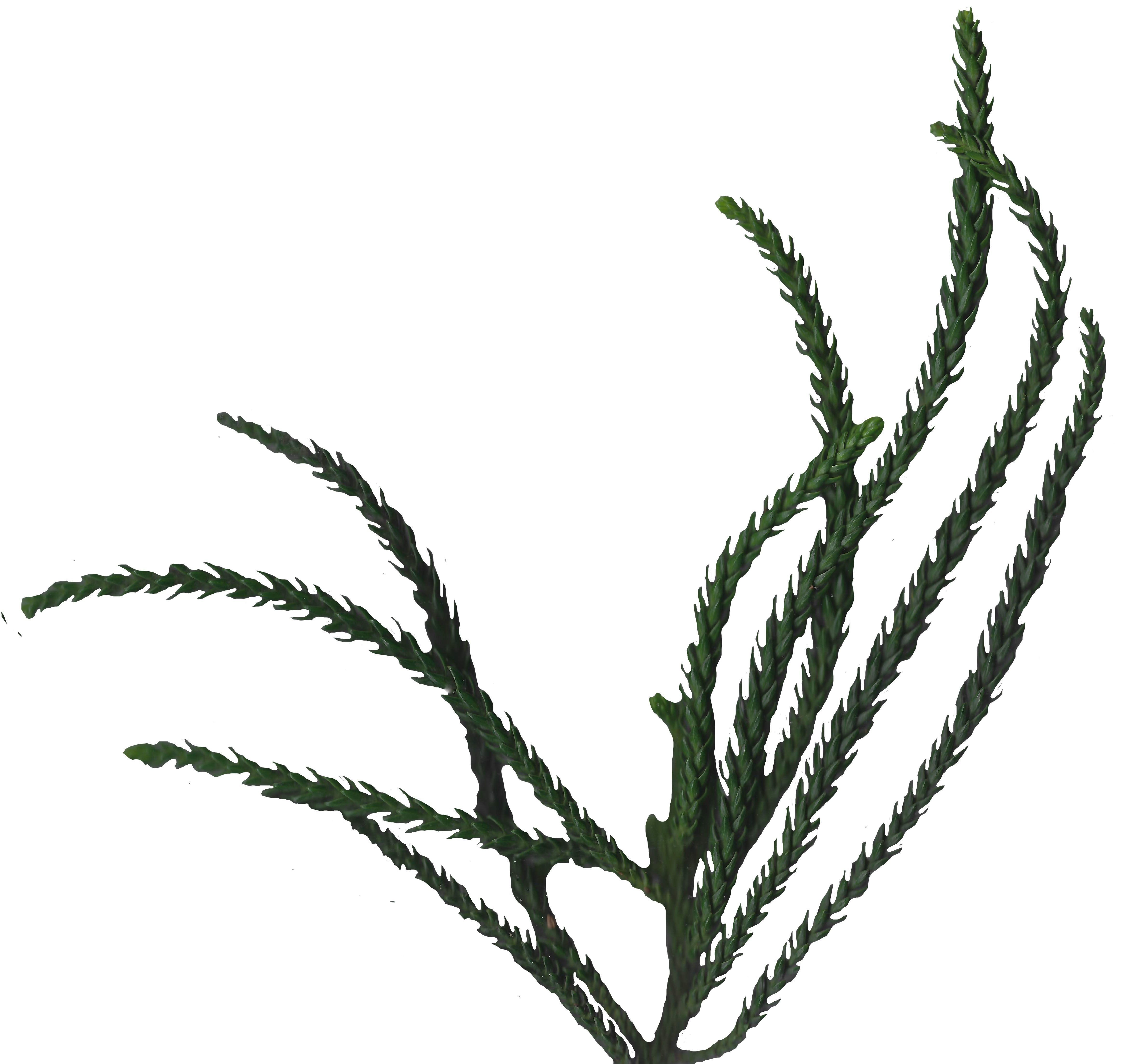 Hoop PIne Texture Pack - 18 Textures free Texture | CGTrader