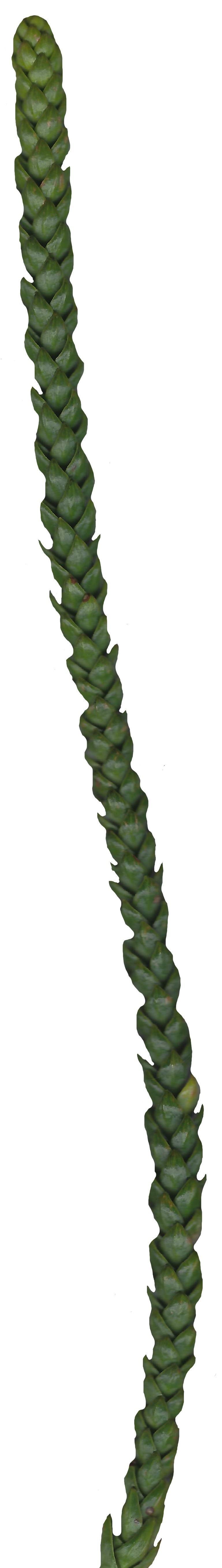 Hoop PIne Texture Pack - 18 Textures free Texture | CGTrader