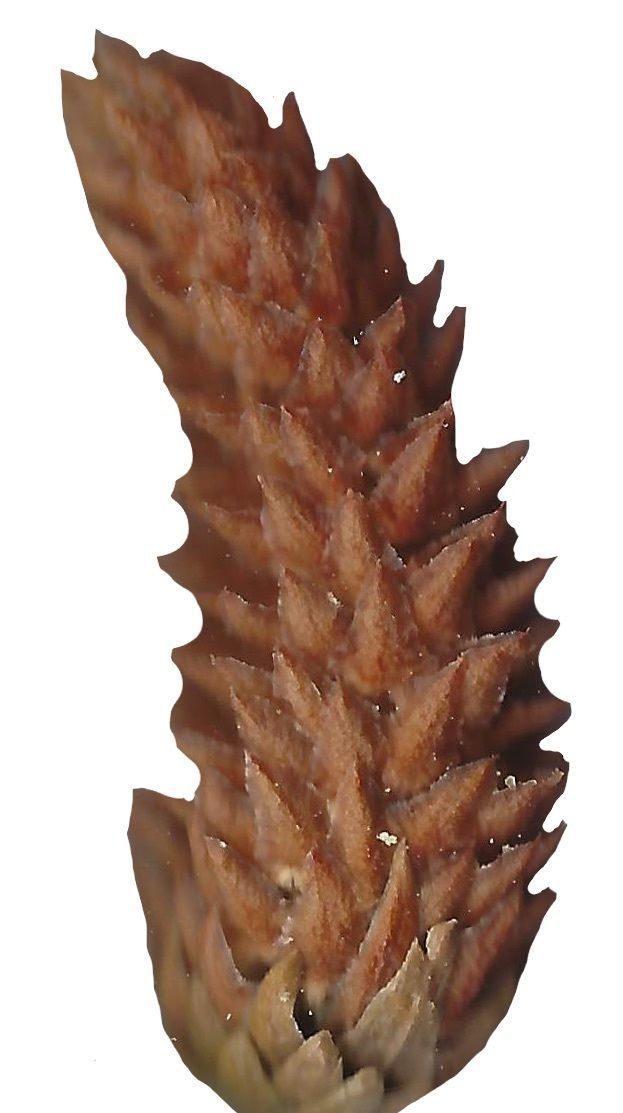 Hoop PIne Texture Pack - 18 Textures free Texture | CGTrader