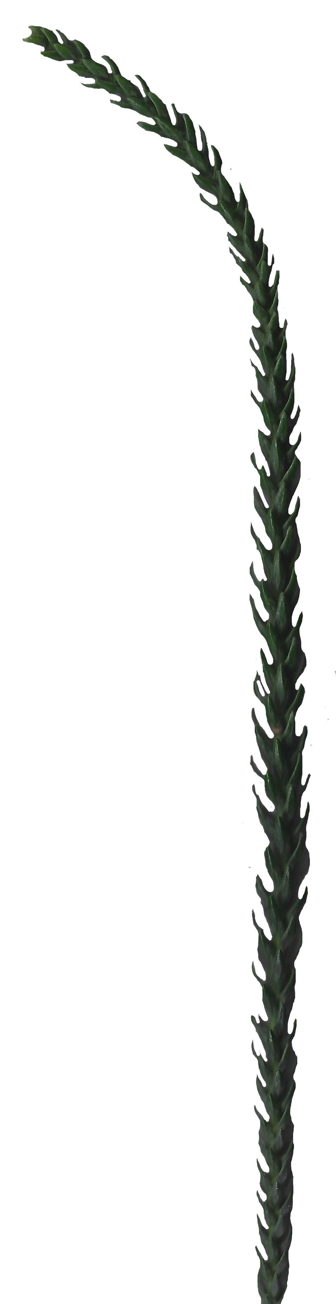 Hoop PIne Texture Pack - 18 Textures free Texture | CGTrader