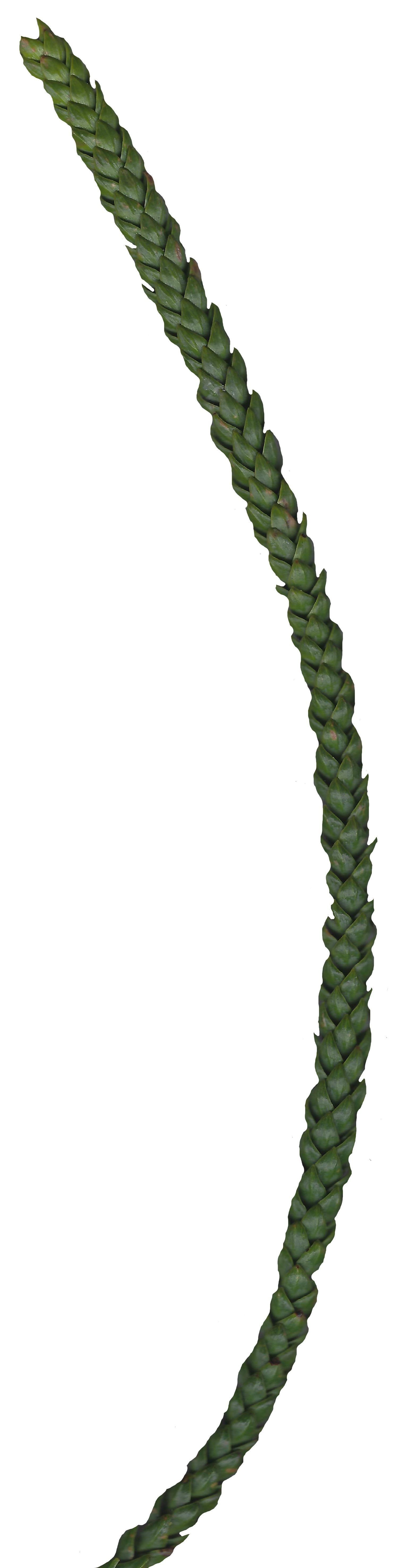 Hoop PIne Texture Pack - 18 Textures free Texture | CGTrader