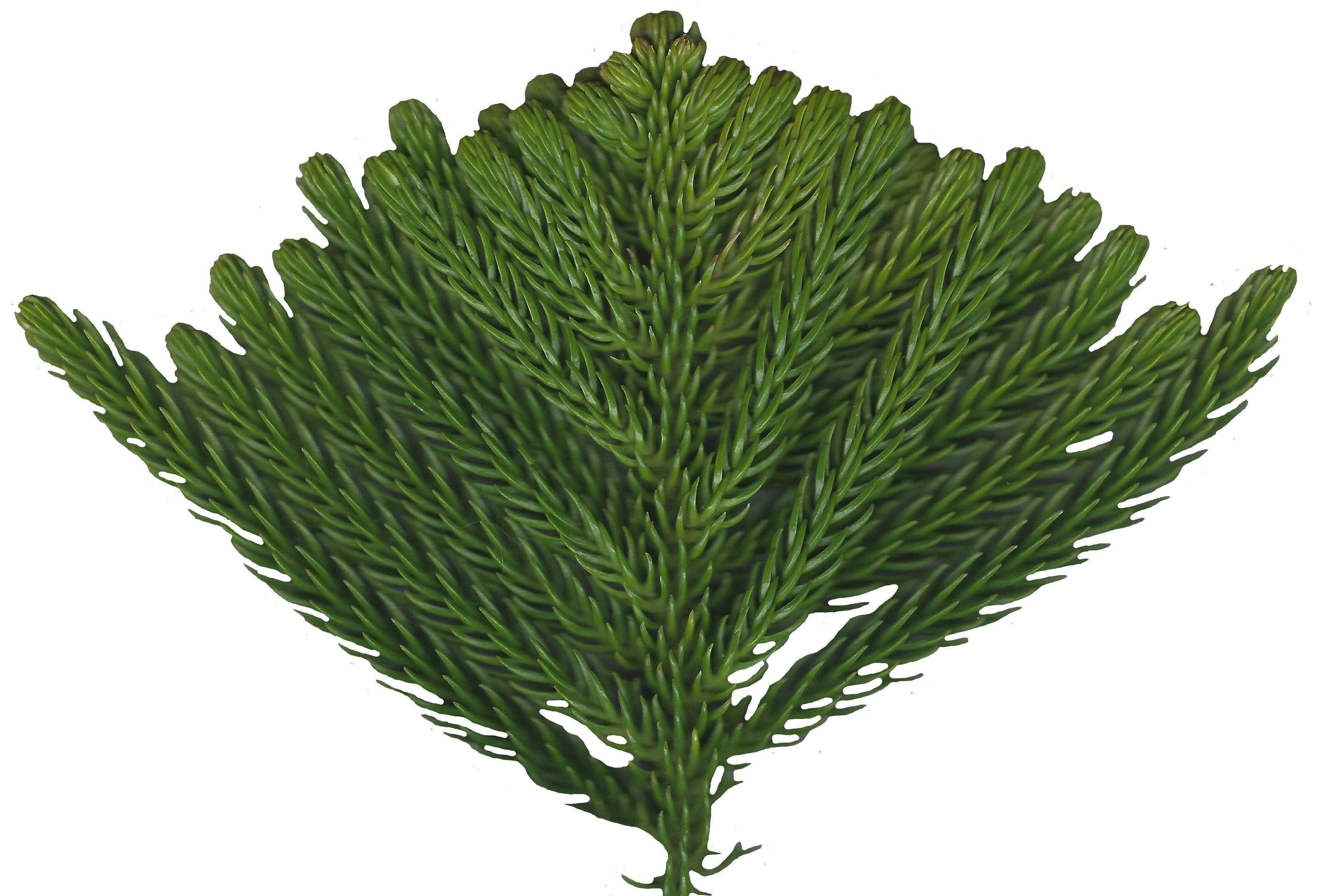 Hoop PIne Texture Pack - 18 Textures free Texture | CGTrader