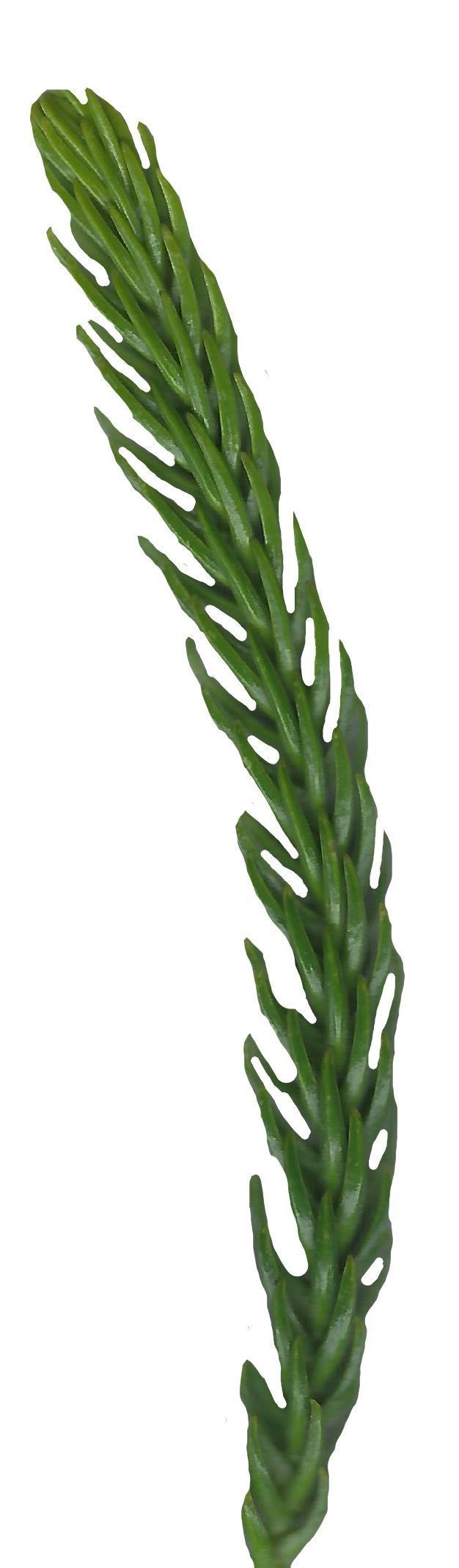 Hoop PIne Texture Pack - 18 Textures free Texture | CGTrader