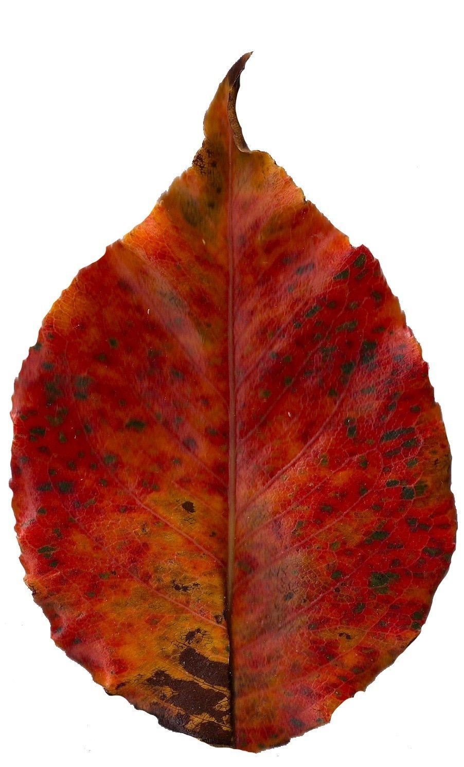 Fall Leaves Scanned Texture Pack - 81 Textures free Texture | CGTrader