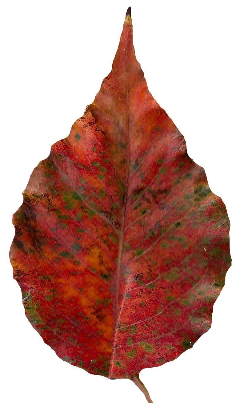 Fall Leaves Scanned Texture Pack - 81 Textures free Texture | CGTrader