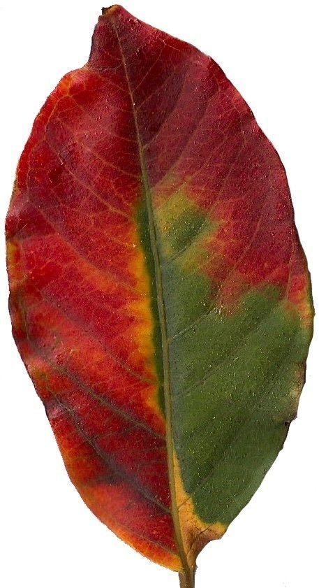 Fall Leaves Scanned Texture Pack - 81 Textures free Texture | CGTrader