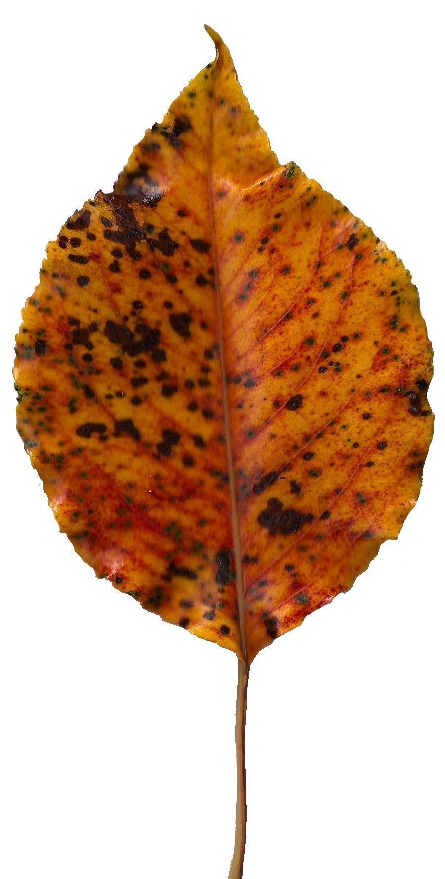 Fall Leaves Scanned Texture Pack - 81 Textures free Texture | CGTrader