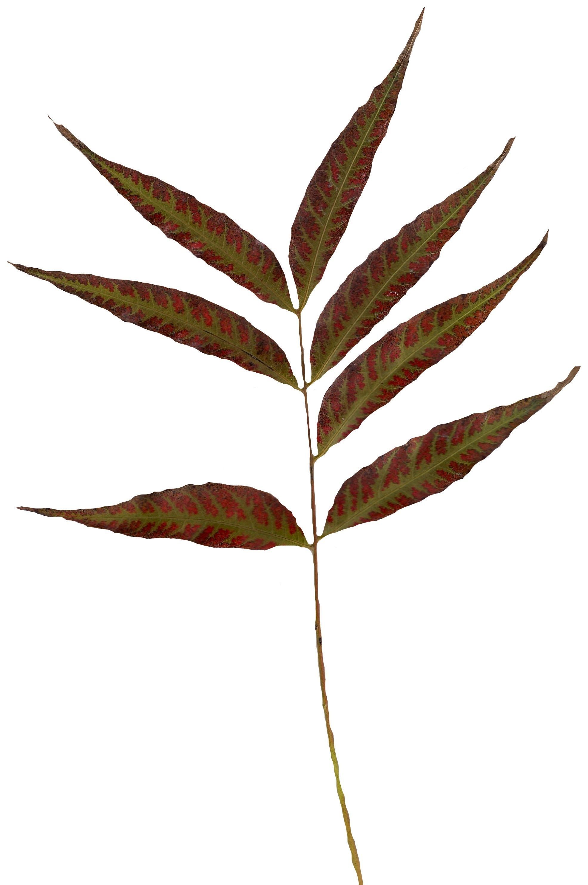 Fall Leaves Scanned Texture Pack - 81 Textures free Texture | CGTrader