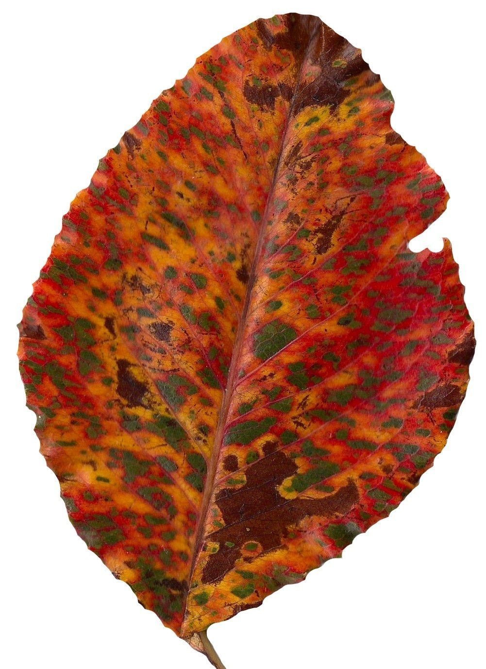 Fall Leaves Scanned Texture Pack - 81 Textures free Texture | CGTrader