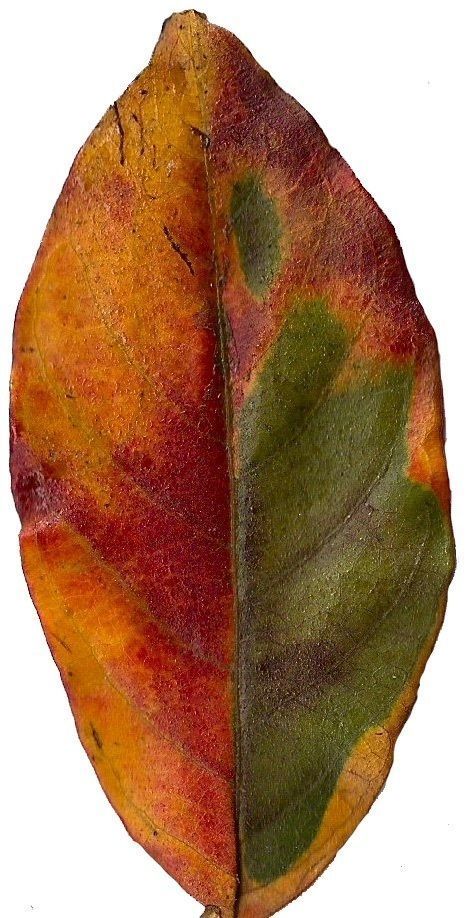 Fall Leaves Scanned Texture Pack - 81 Textures free Texture | CGTrader