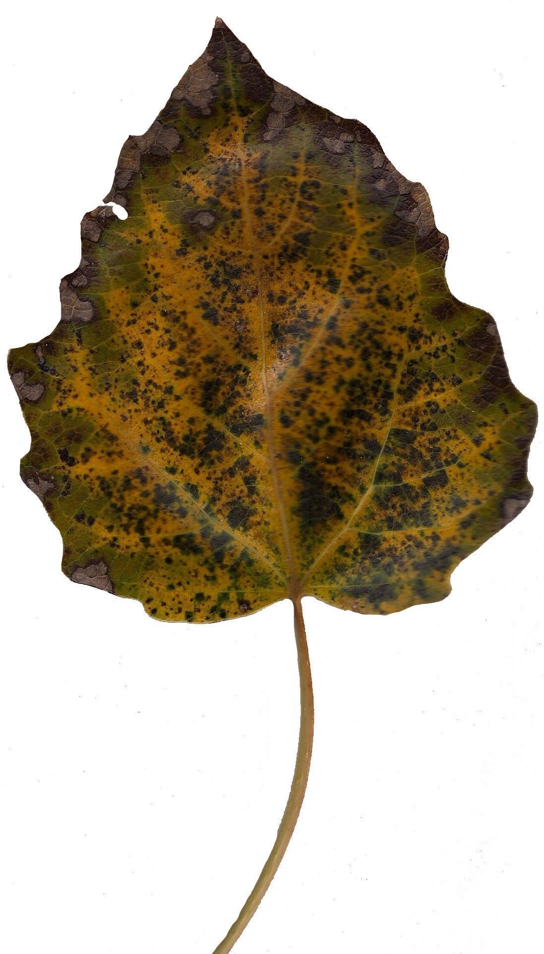 Fall Leaves Scanned Texture Pack - 81 Textures free Texture | CGTrader