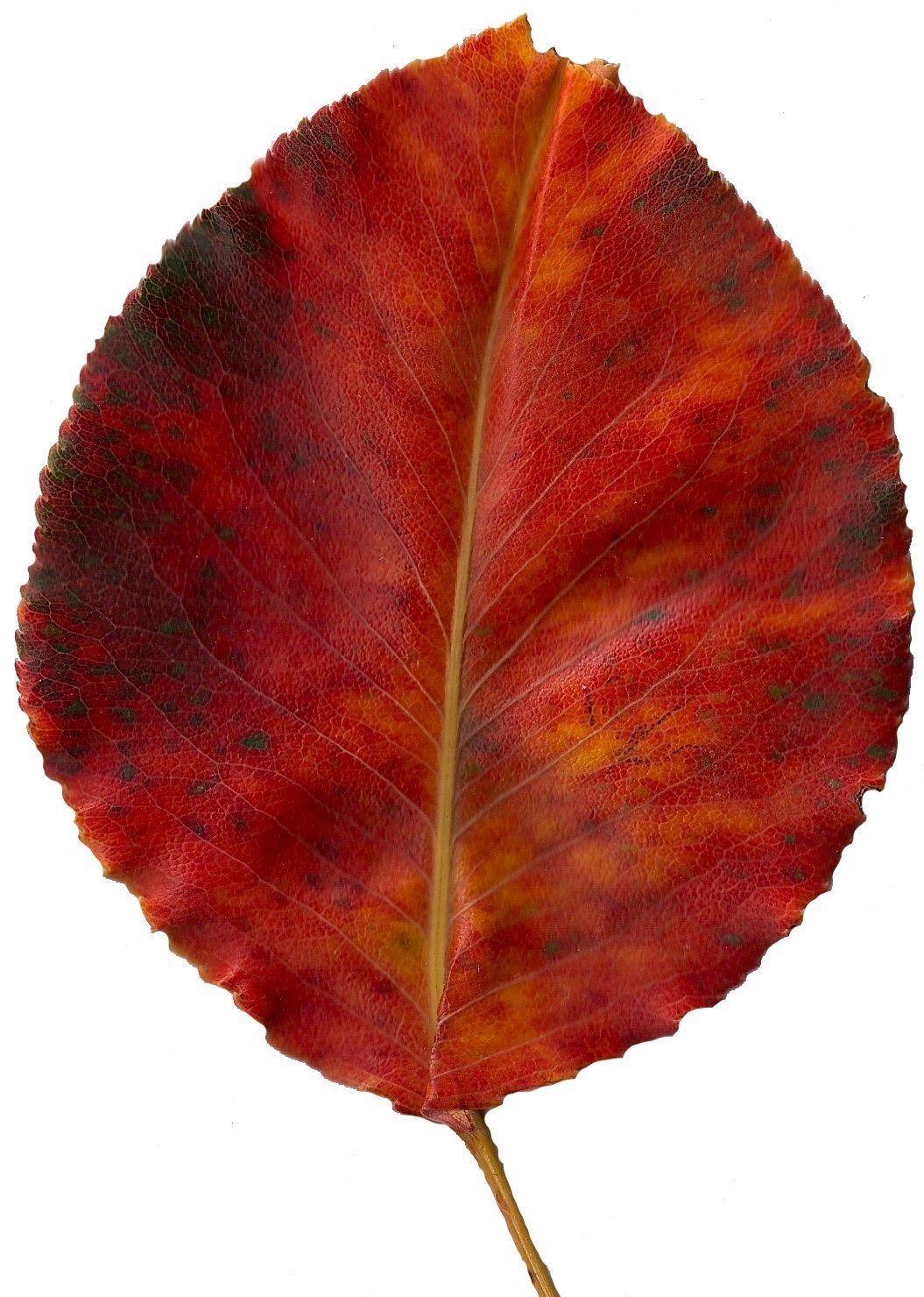 Fall Leaves Scanned Texture Pack - 81 Textures free Texture | CGTrader