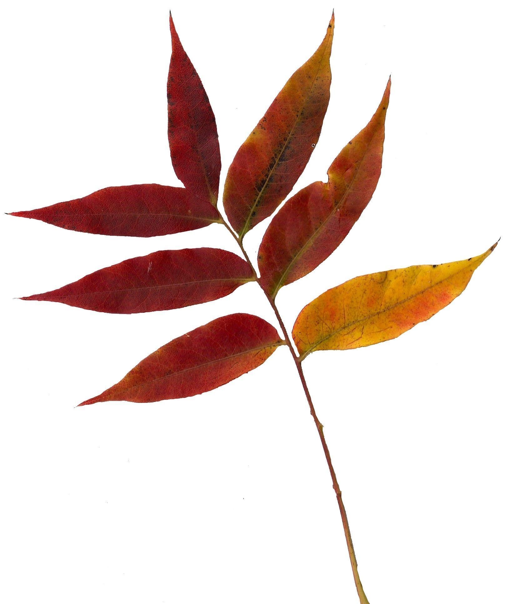 Fall Leaves Scanned Texture Pack - 81 Textures free Texture | CGTrader