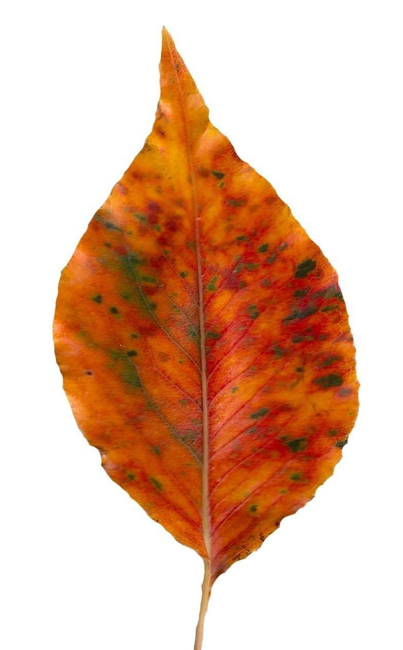 Fall Leaves Scanned Texture Pack - 81 Textures free Texture | CGTrader