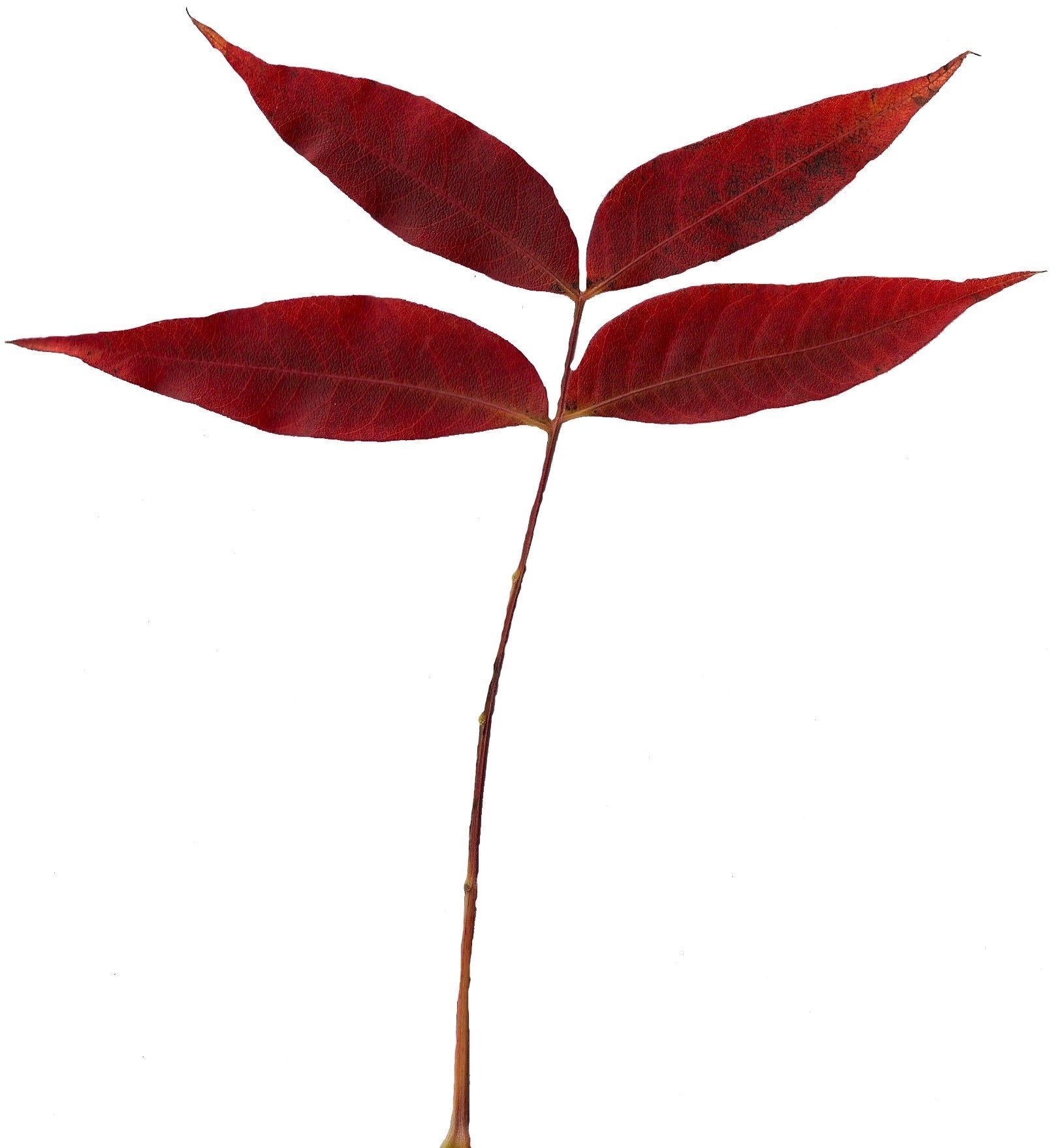 Fall Leaves Scanned Texture Pack - 81 Textures free Texture | CGTrader