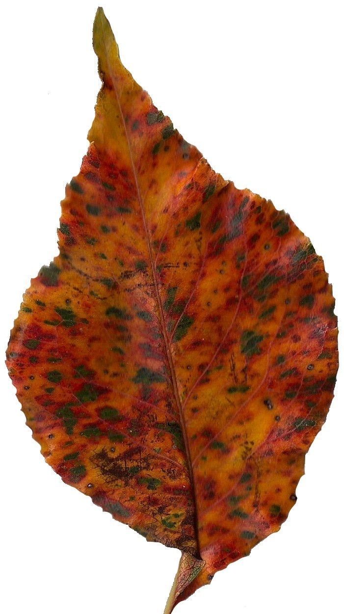 Fall Leaves Scanned Texture Pack - 81 Textures free Texture | CGTrader