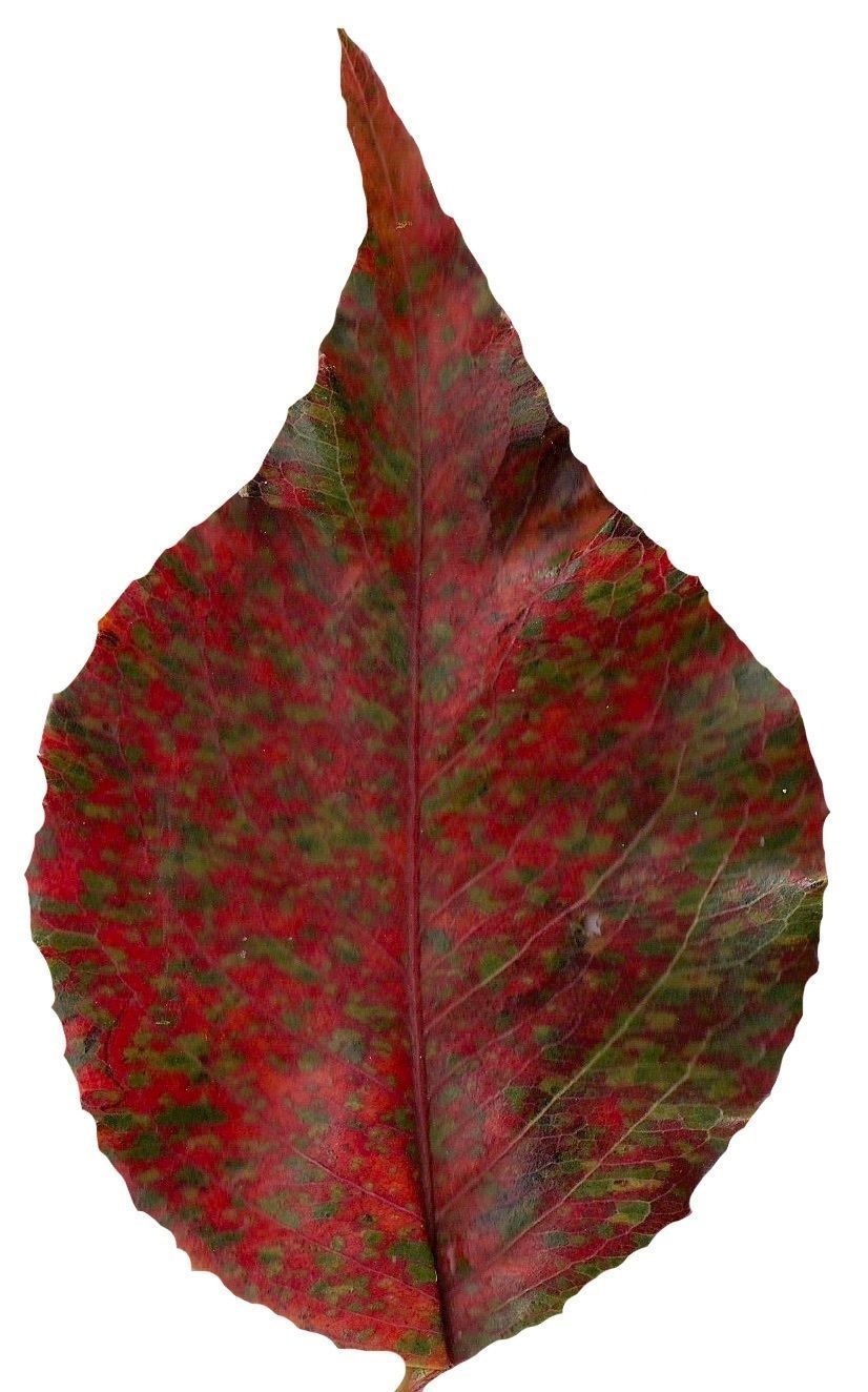 Fall Leaves Scanned Texture Pack - 81 Textures free Texture | CGTrader