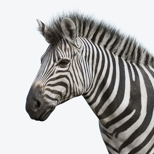 3D model Zebra VR / AR / low-poly | CGTrader