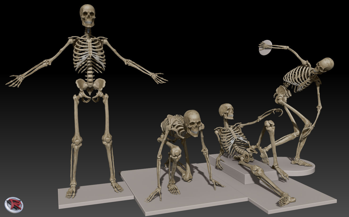 Male and Female Skeleton poseable 3D model 3D printable | CGTrader