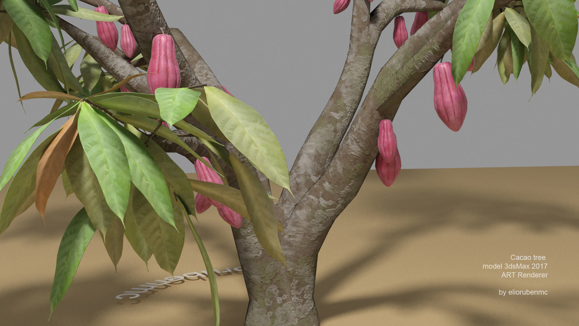 Cacao Tree type CCN51 with Fruit 3D model | CGTrader