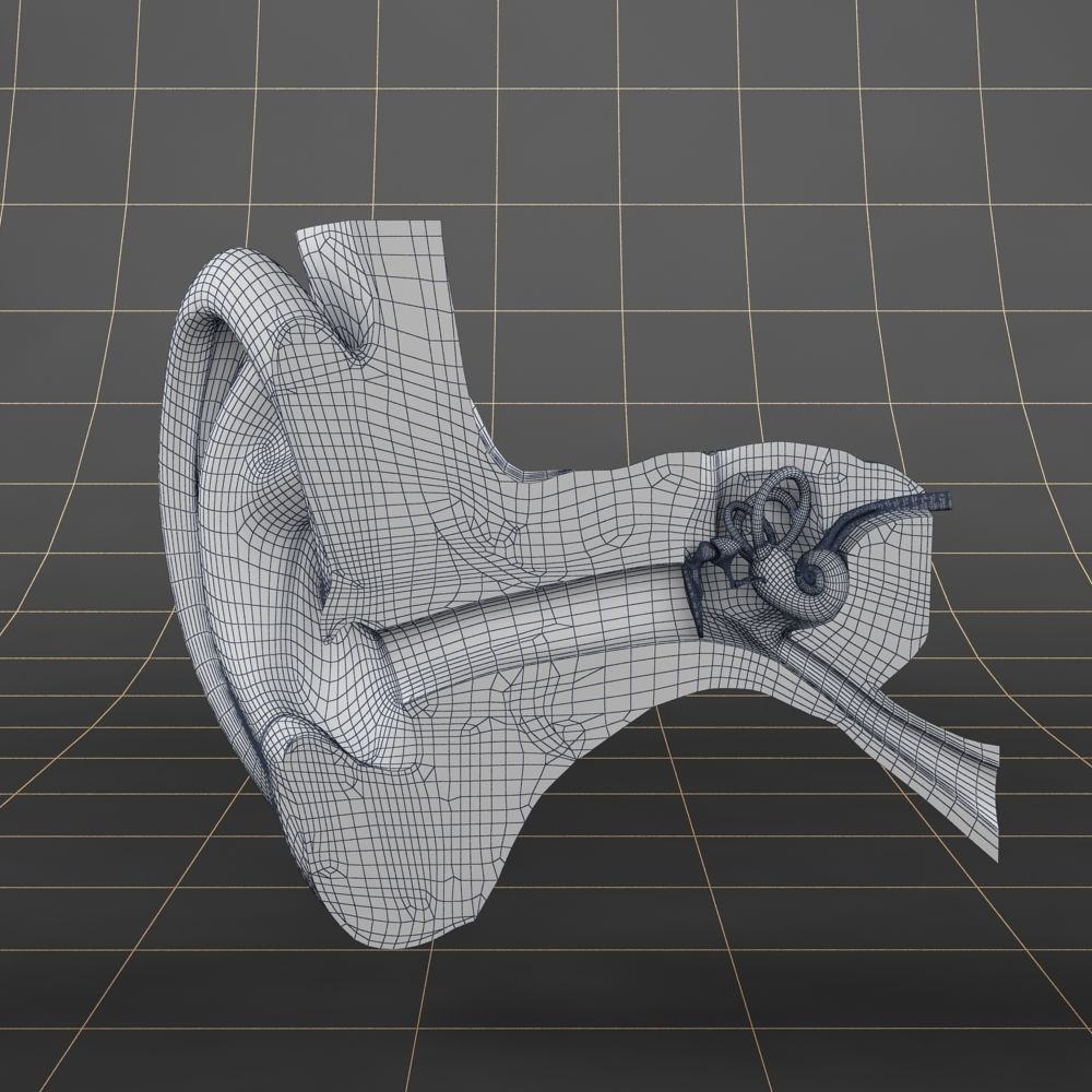 Anatomy ear 3D model | CGTrader