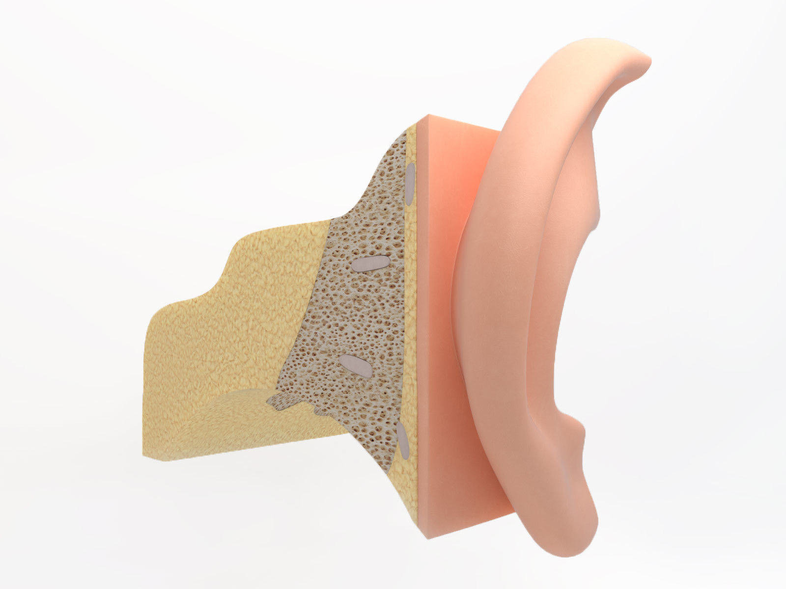 Inner ear 3D model animated | CGTrader