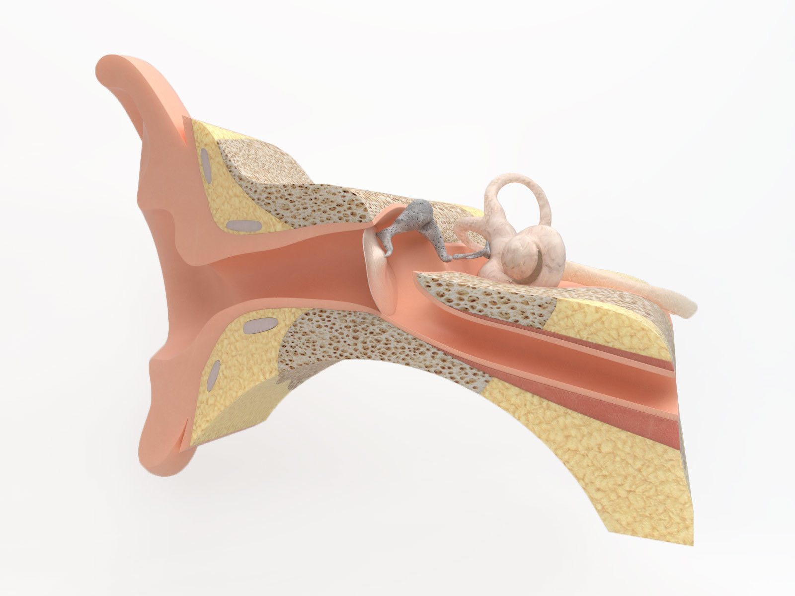 Inner ear 3D model animated | CGTrader