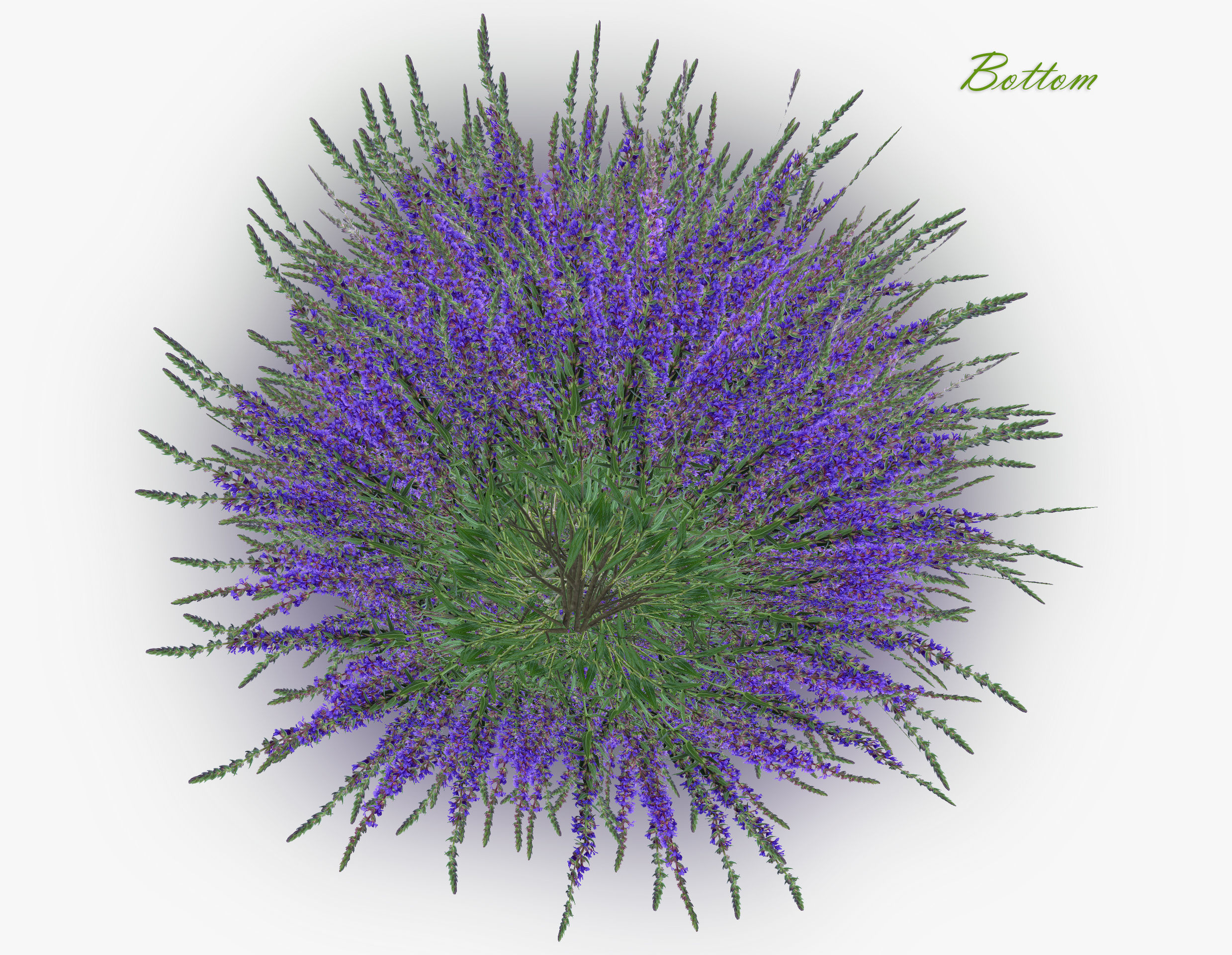 3D model Lavender Bush VR / AR / low-poly | CGTrader
