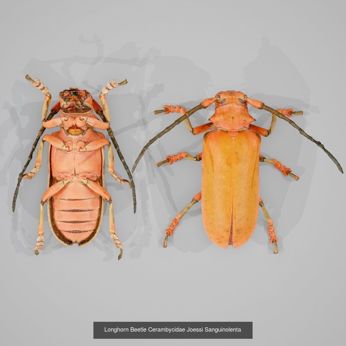16 Insects Complete Collection | CGTrader