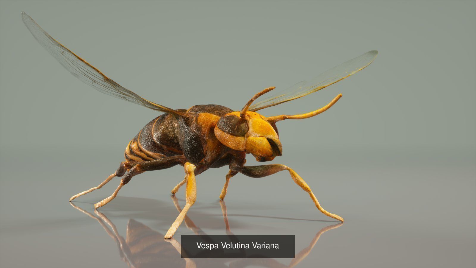 16 Insects Complete Collection | CGTrader