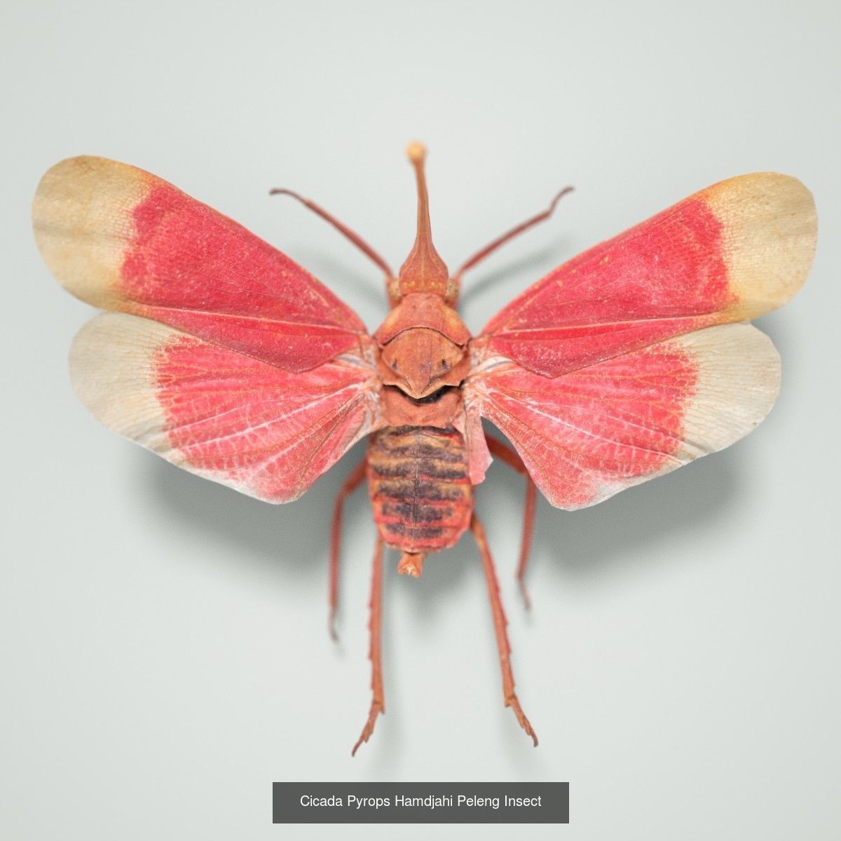 16 Insects Complete Collection | CGTrader