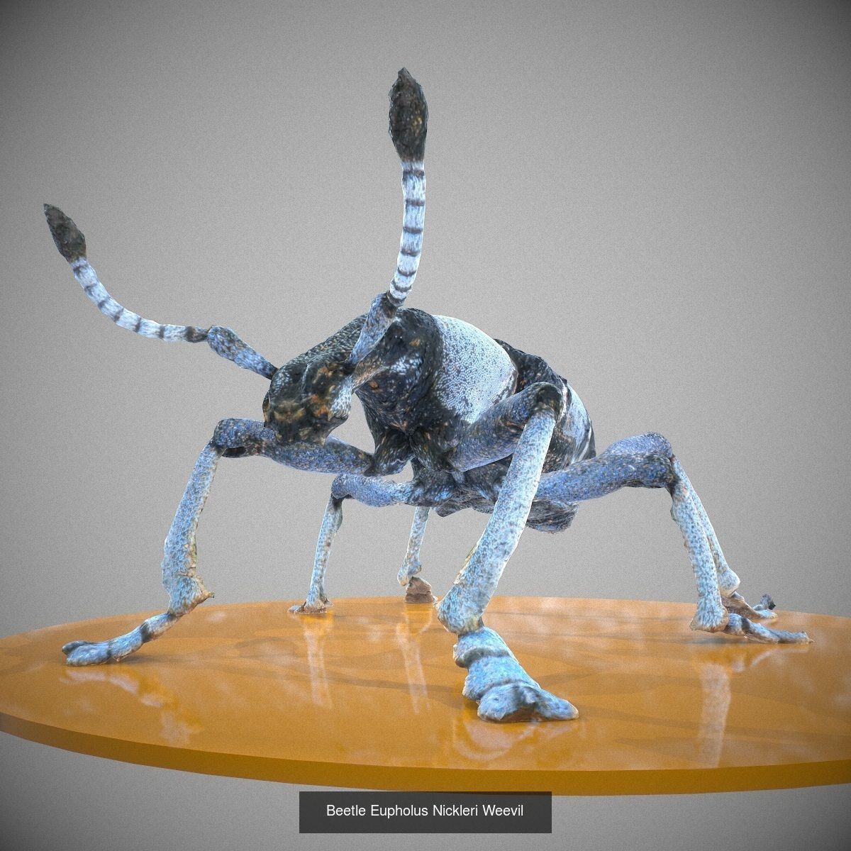 16 Insects Complete Collection | CGTrader