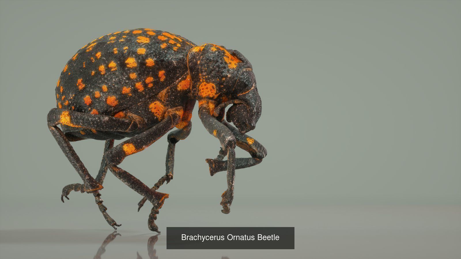 16 Insects Complete Collection VR / AR / low-poly | CGTrader