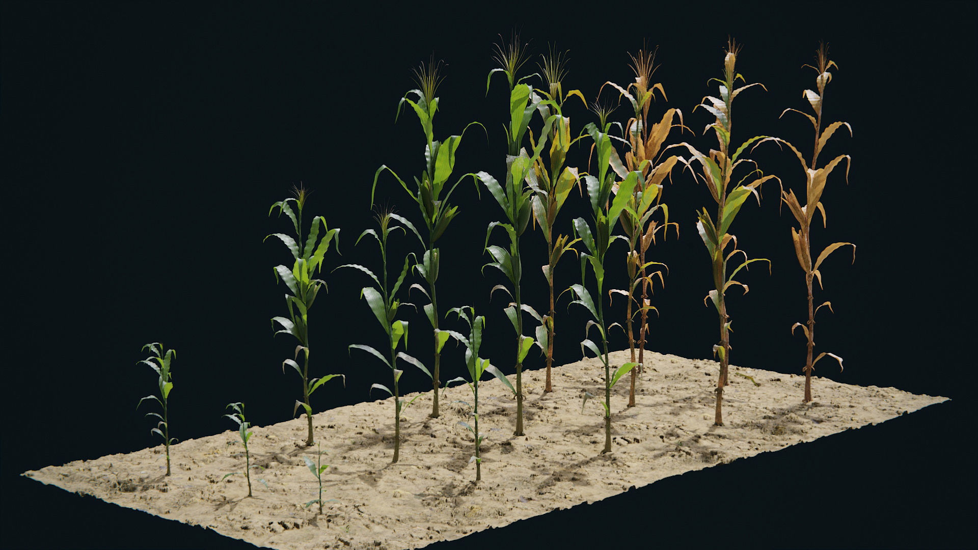 3D model Corn Plants 15 Types in 5 Ages - PBR AssetKit VR / AR / low ...