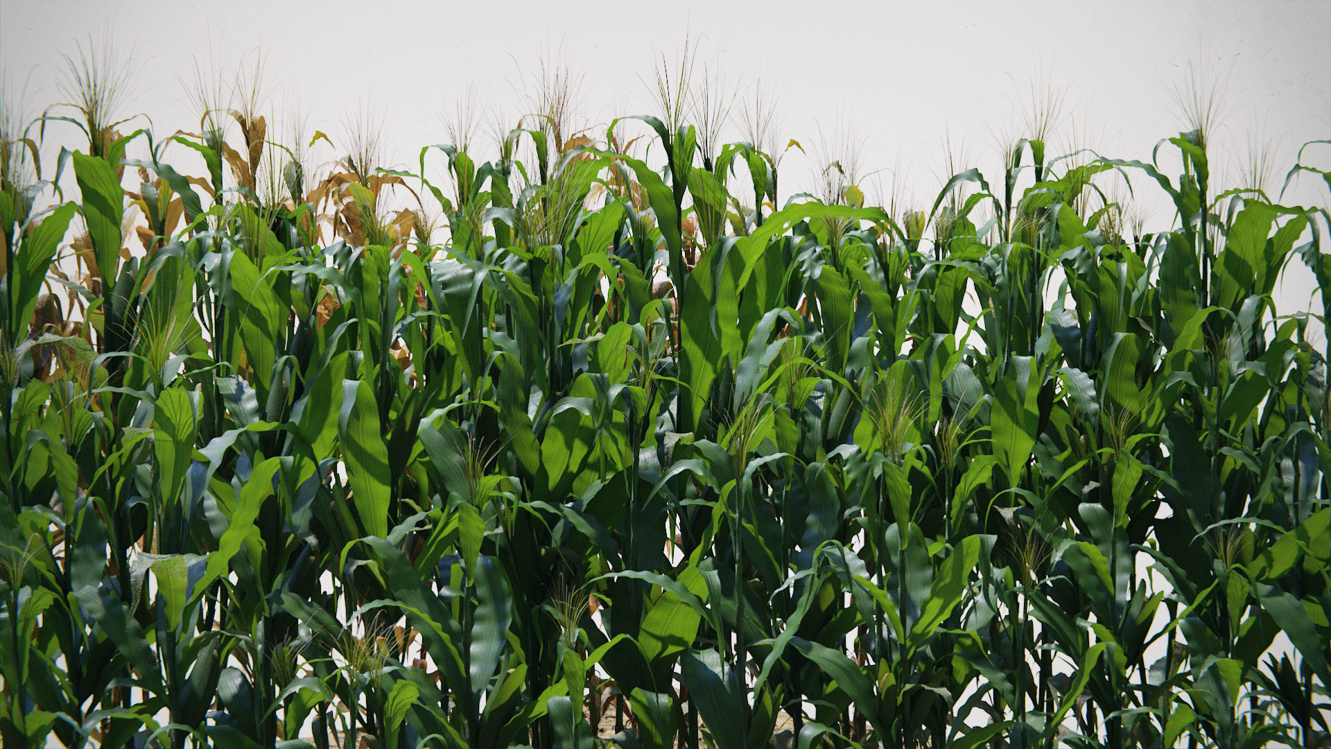 3D model Corn Plants 15 Types in 5 Ages - PBR AssetKit VR / AR / low ...