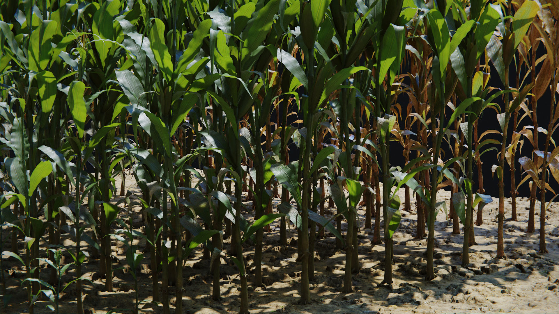 3D model Corn Plants 15 Types in 5 Ages - PBR AssetKit VR / AR / low ...