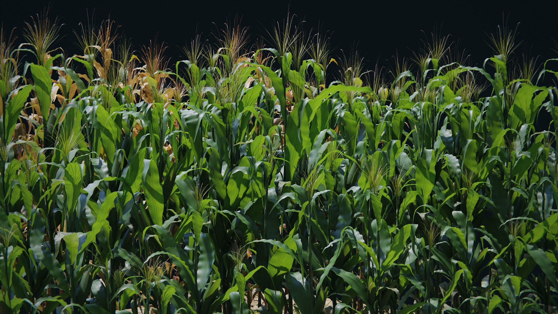 3D model Corn Plants 15 Types in 5 Ages - PBR AssetKit VR / AR / low ...
