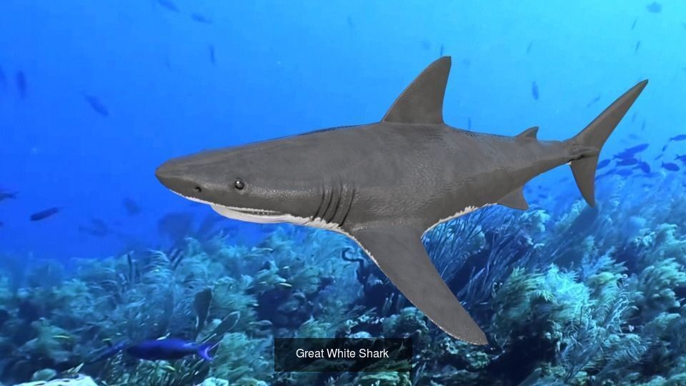 50 Low Poly Ocean Life Super Pack 3D Model Collection | CGTrader