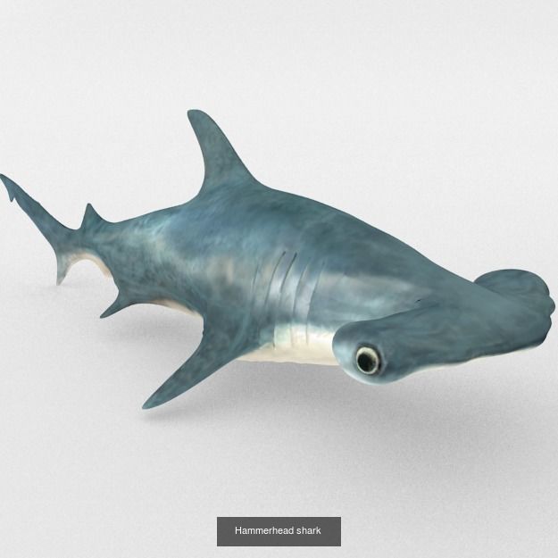 50 Low Poly Ocean Life Super Pack 3D Model Collection | CGTrader
