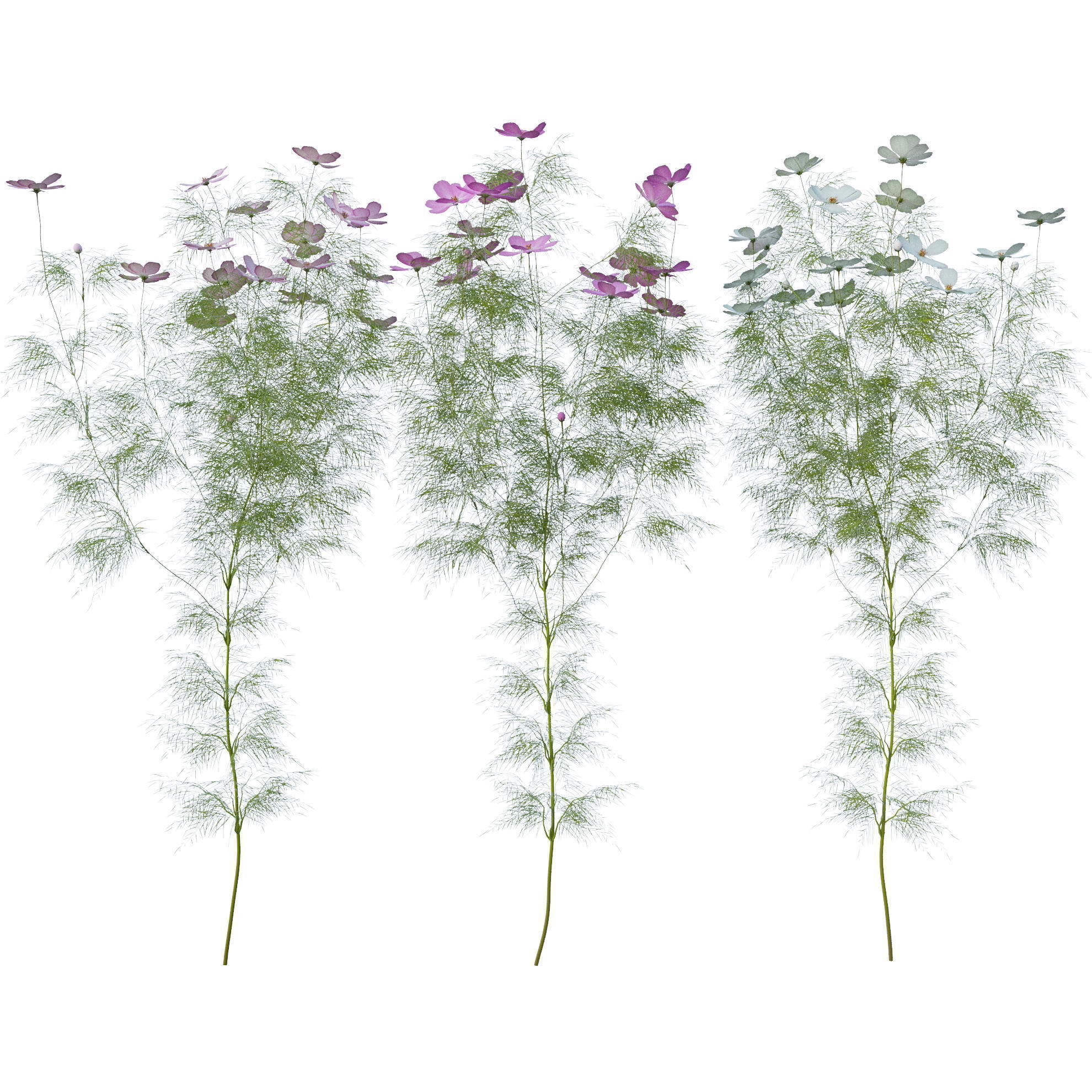 Cosmos flower 3D model | CGTrader