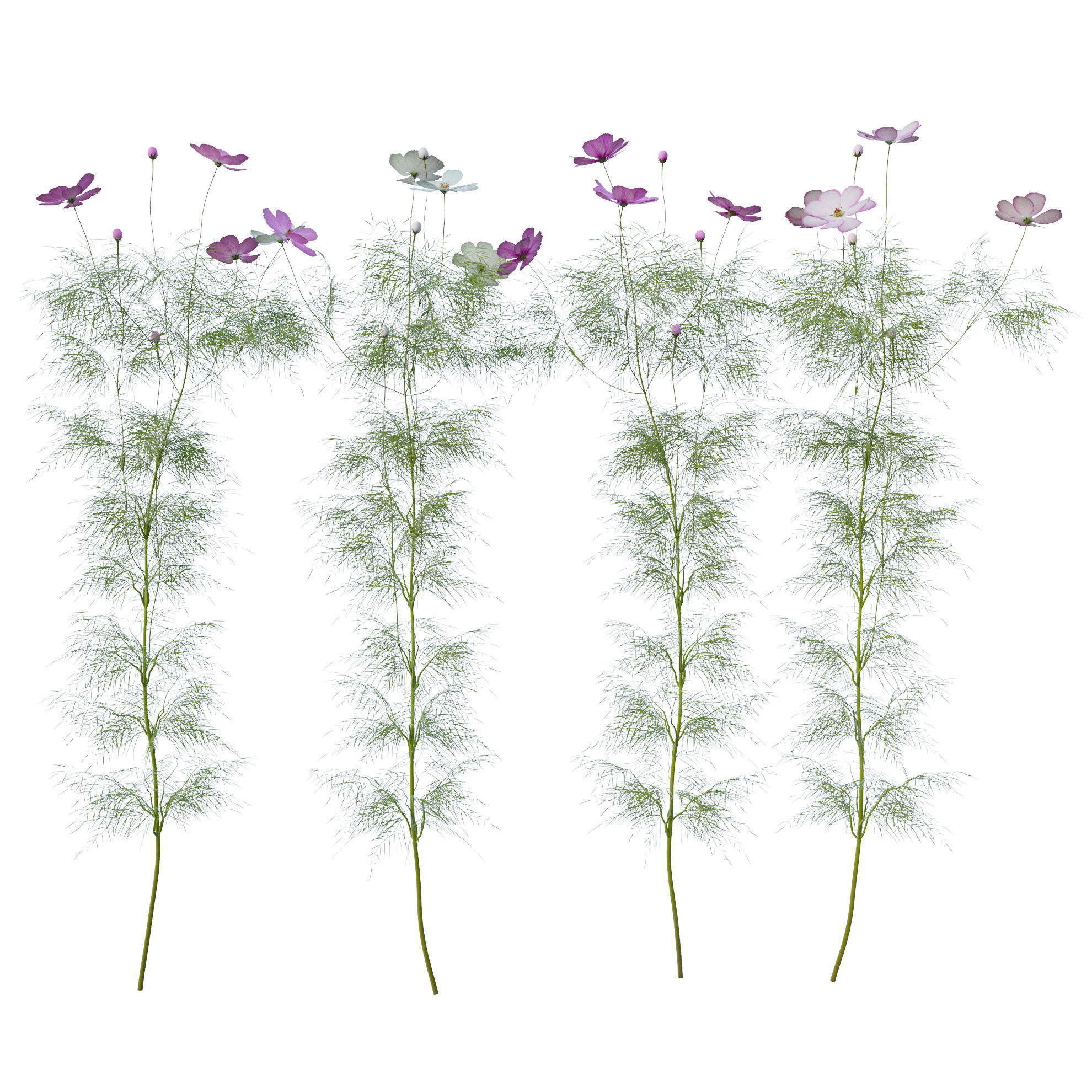 Cosmos flower 3D model | CGTrader