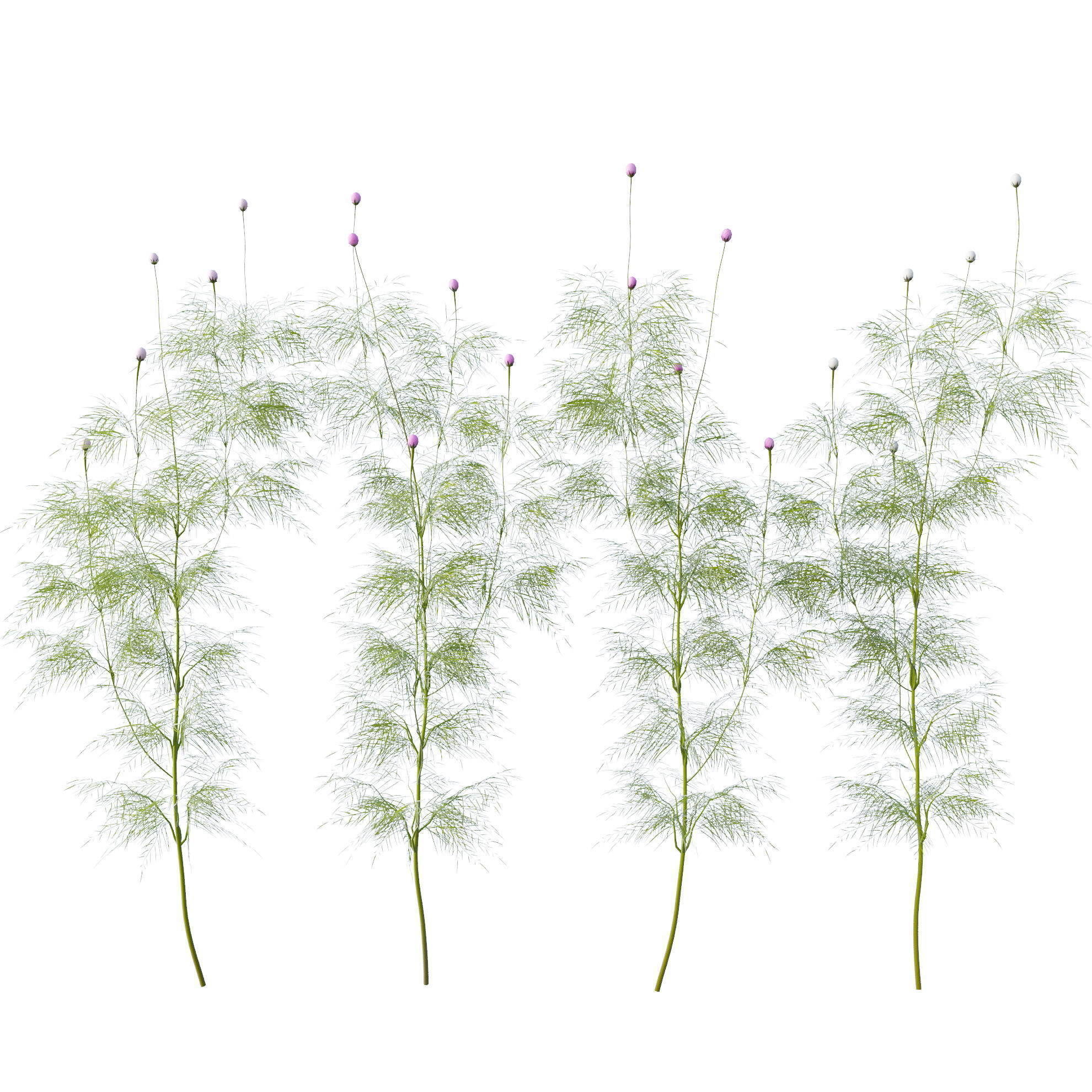 Cosmos flower 3D model | CGTrader