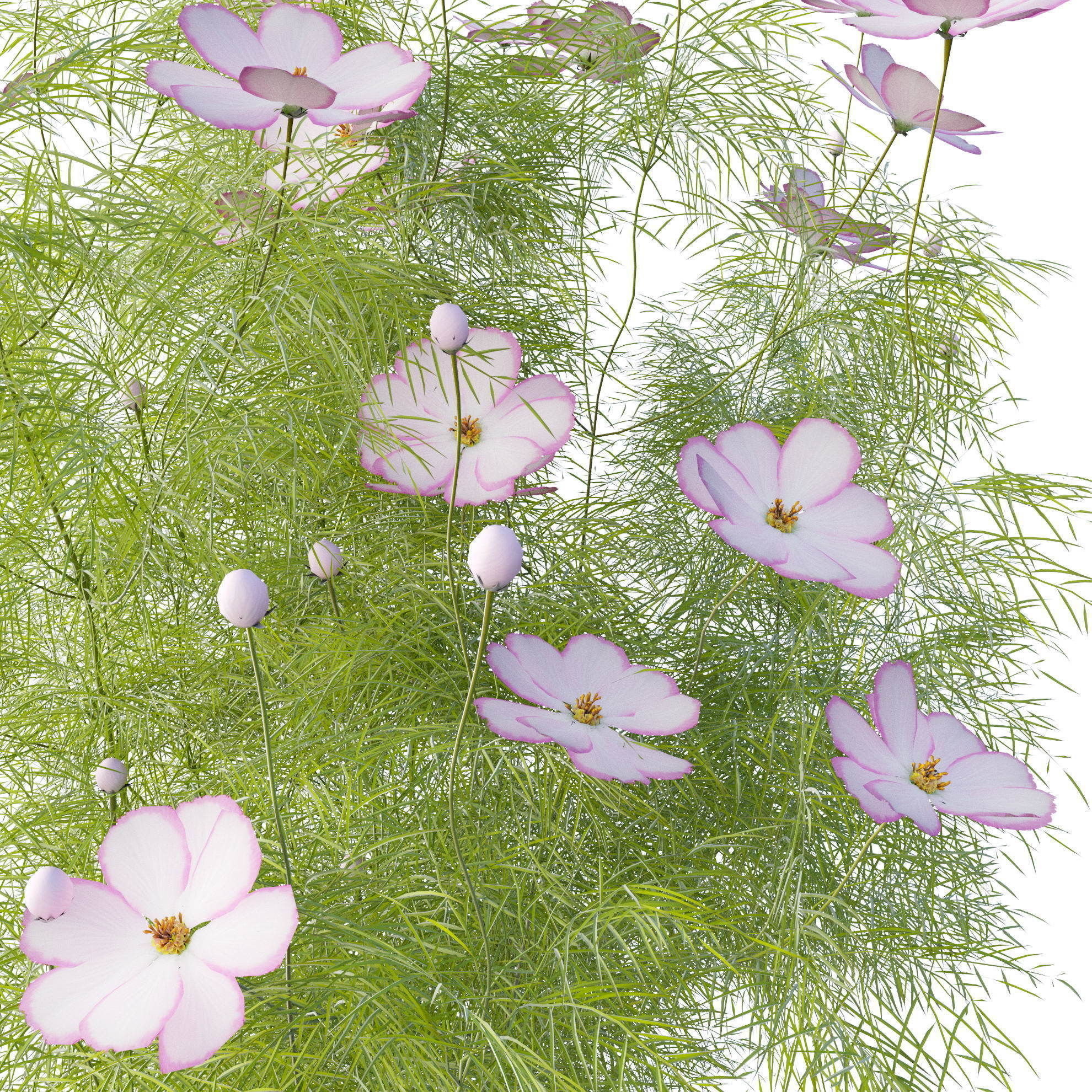 Cosmos flower 3D model | CGTrader