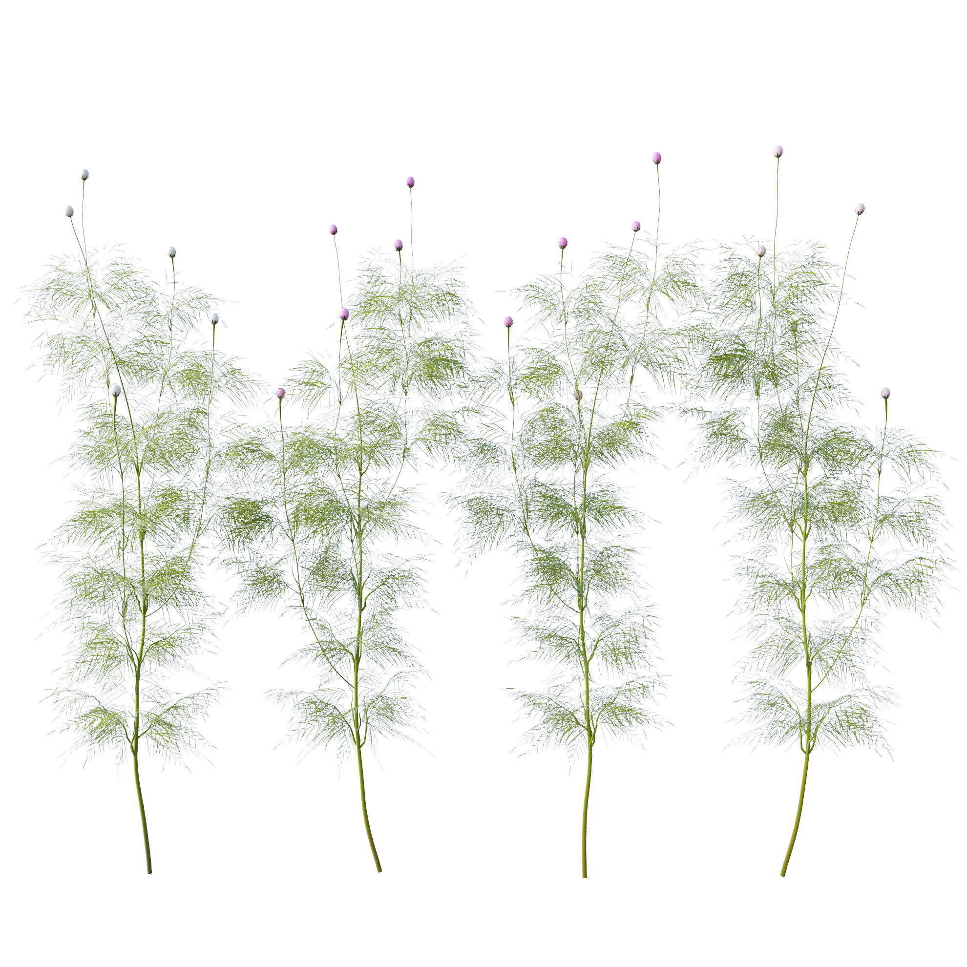 Cosmos flower 3D model | CGTrader