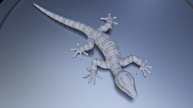 3D model 3D Gecko VR / AR / low-poly animated | CGTrader