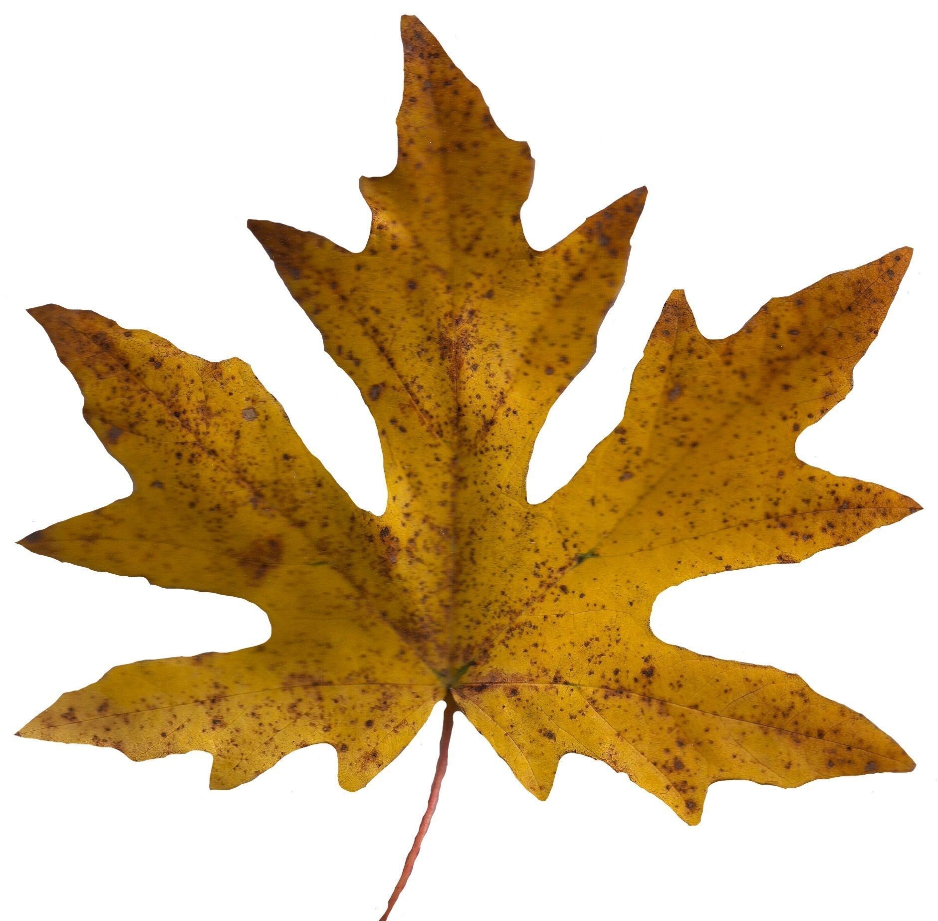 Bigleaf Maple Leaf Texture Pack - 19 Textures free Texture | CGTrader