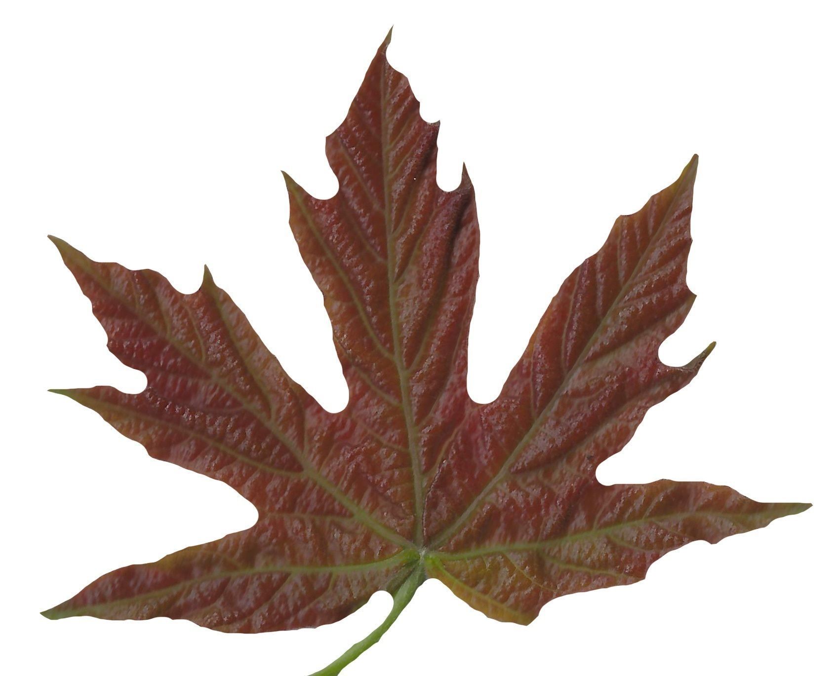 Bigleaf Maple Leaf Texture Pack - 19 Textures free Texture | CGTrader