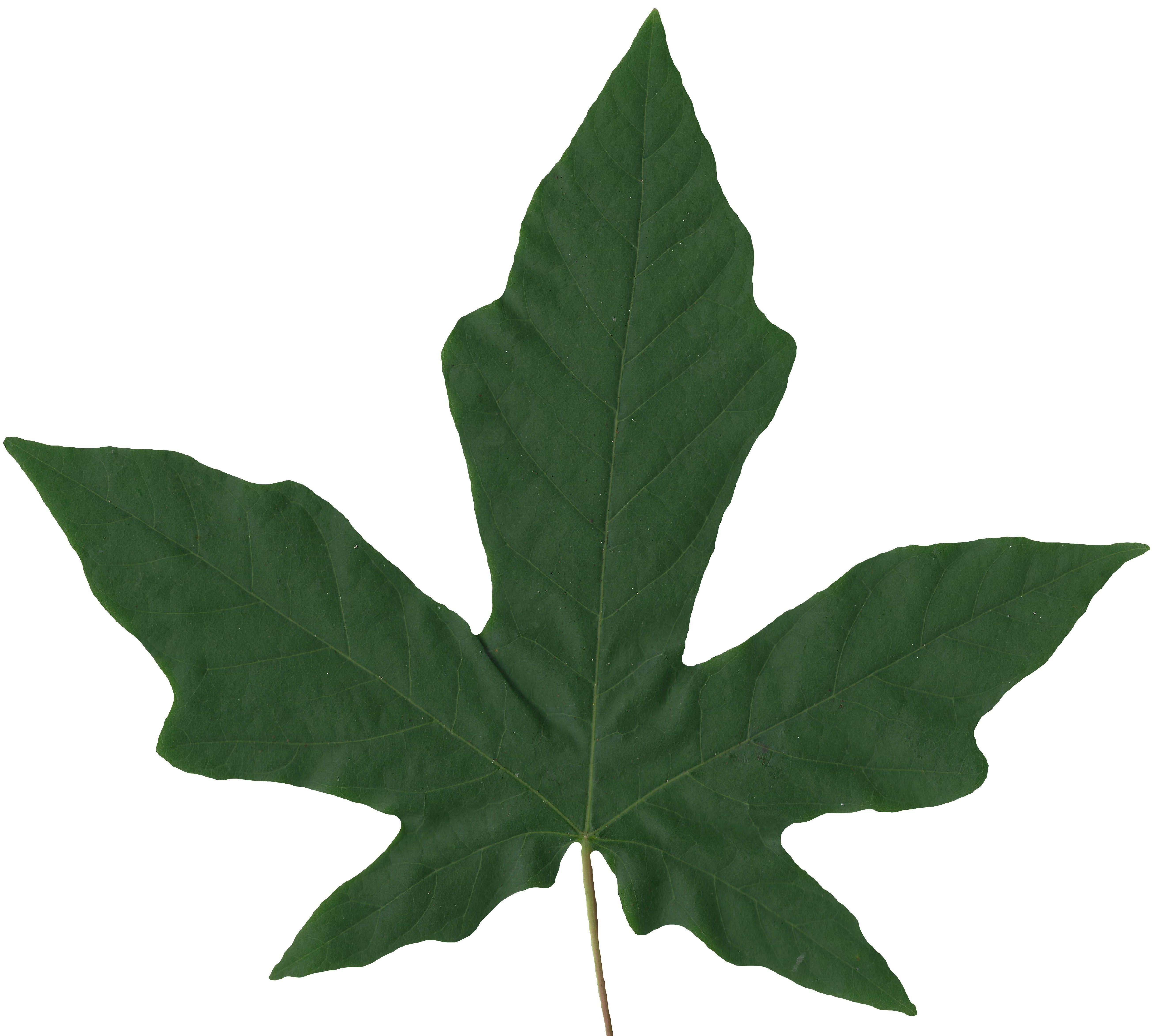 Bigleaf Maple Leaf Texture Pack - 19 Textures free Texture | CGTrader